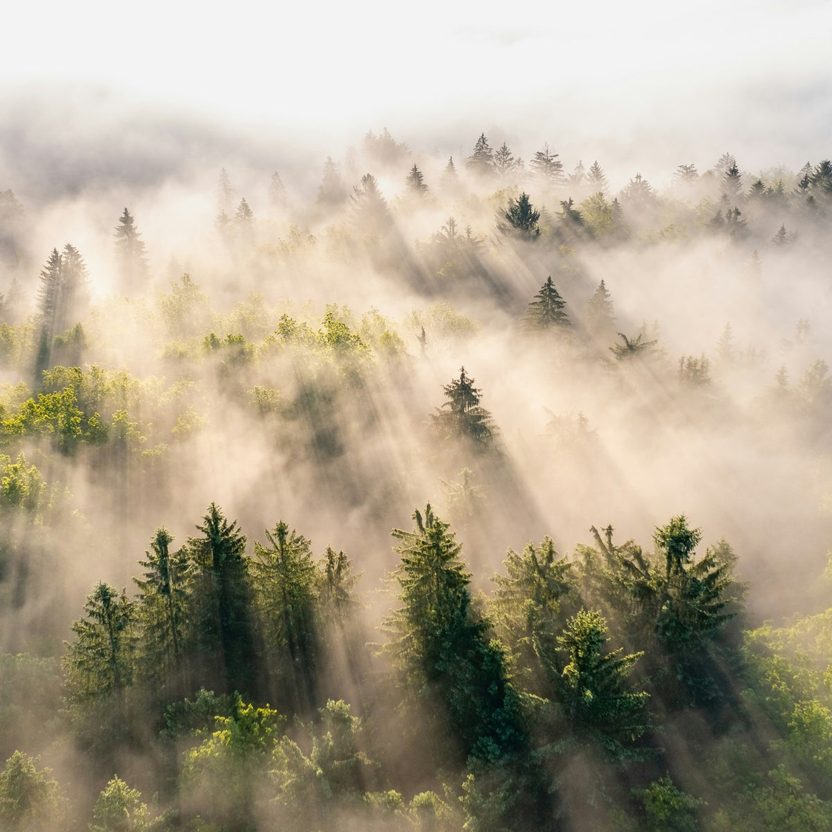 Environment – Brandzilla